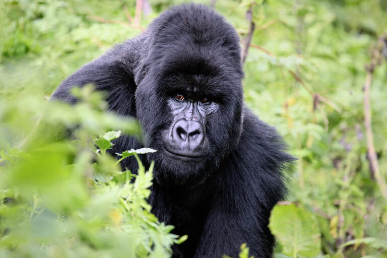 Species and Subspecies of Gorillas (types of gorillas )