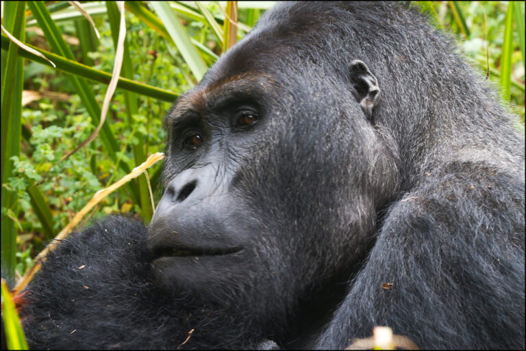 Western Lowland Gorillas: size, habitat, lifespan, diet & Structure