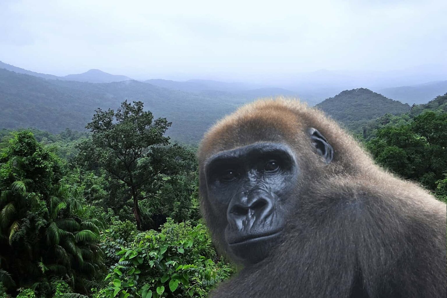 Cross River Gorillas: fact, size, habits diet and threats