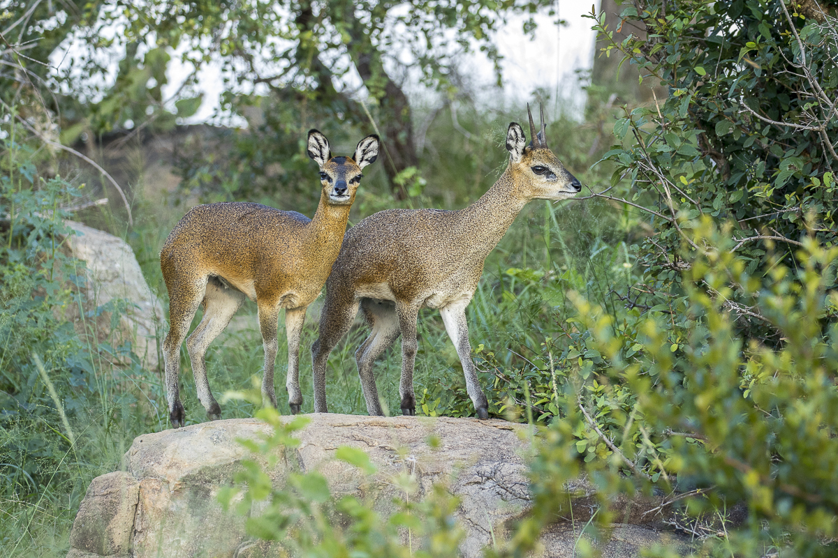Klipspringer Facts : All You Need to Know