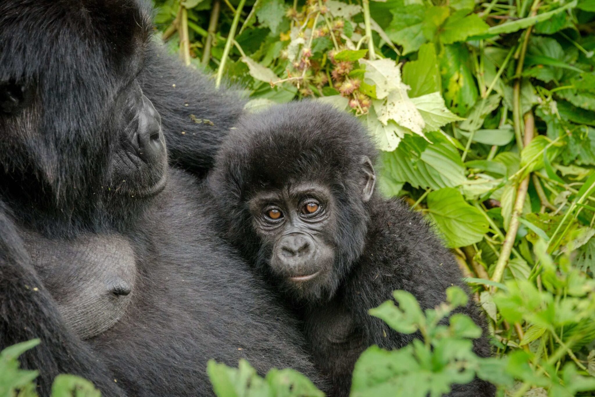 Filming Gorillas in Gabon: Exclusive Gorilla Trekking in Africa
