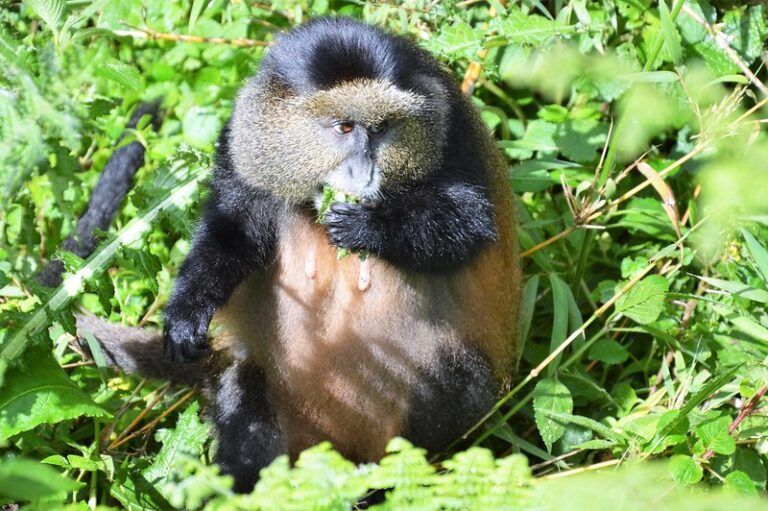 Golden Monkeys :Facts, Where to see, Best time to Visit