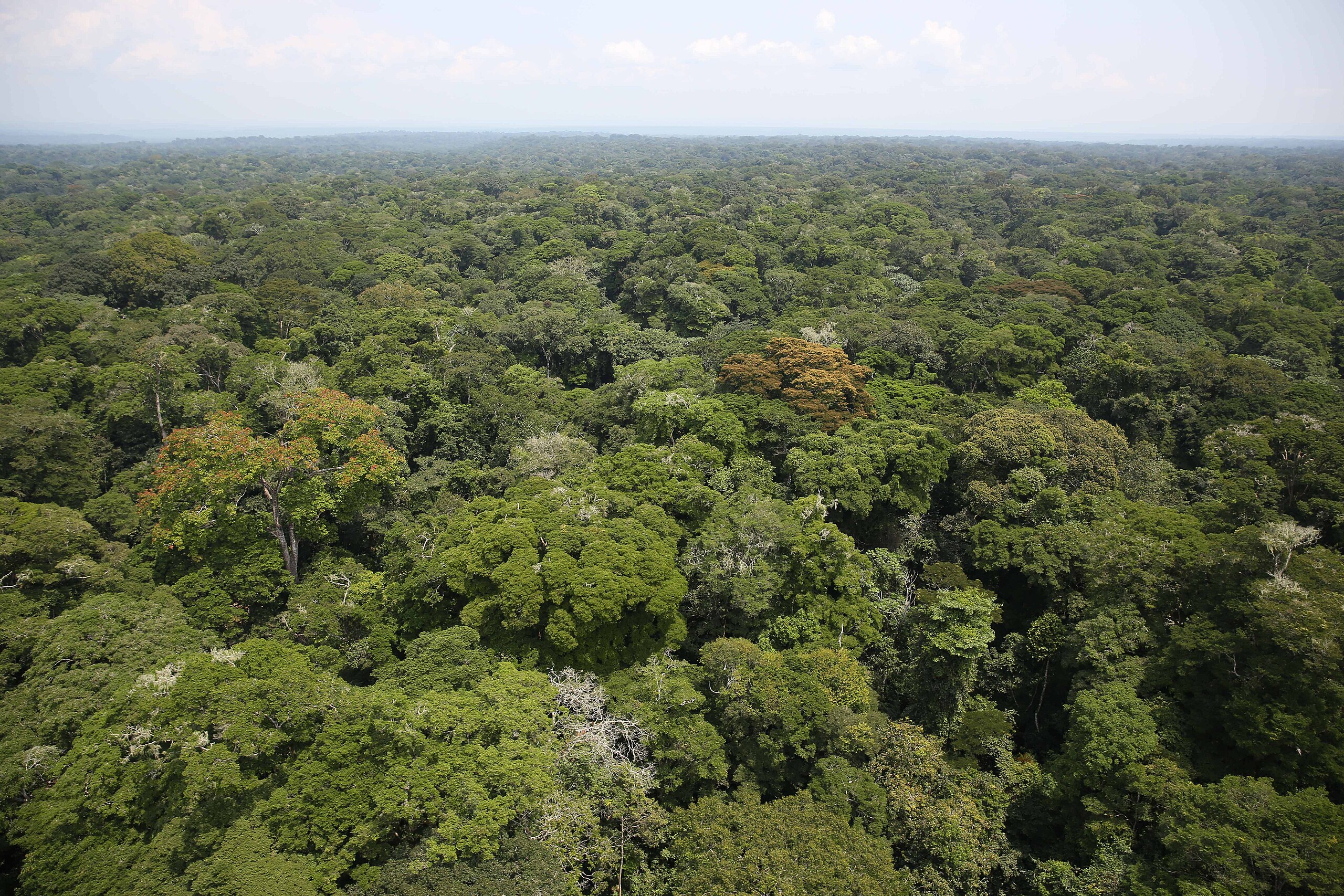 Ituri Forest | facts, Location, things to do