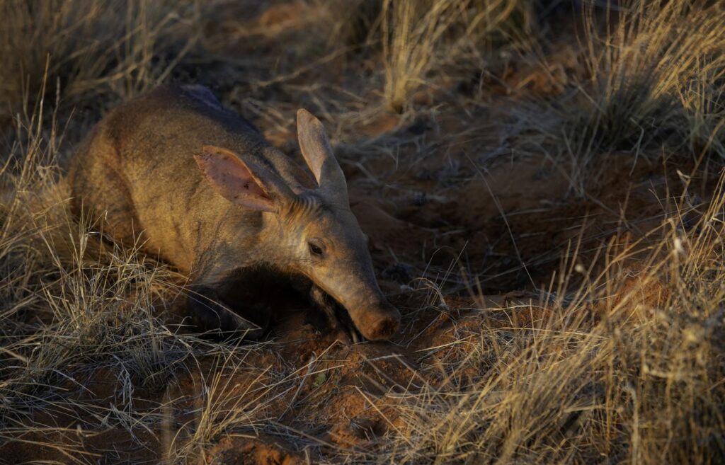 Aardvark | Facts, Diet, Habitat, Weight, Size, & where to see