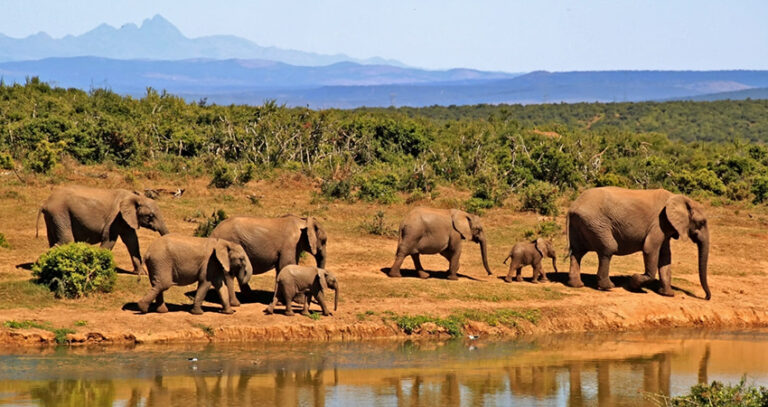 Guide to Marsabit National Reserve