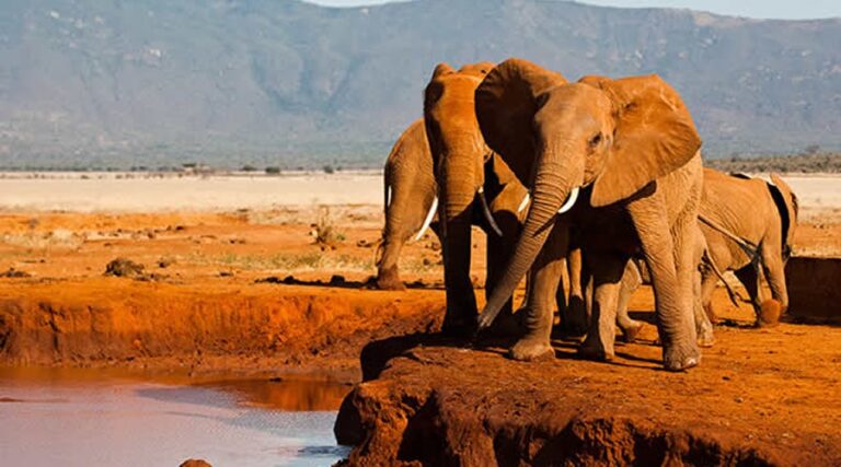 Aruba Dam located within Tsavo National Park