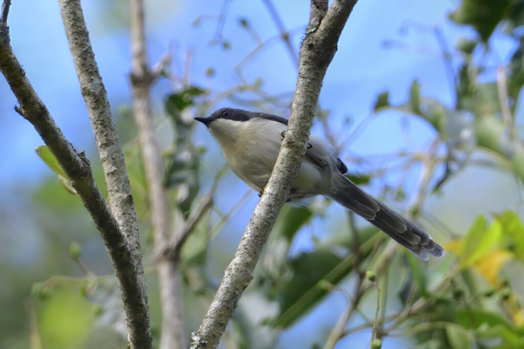 Bird Watching in Arusha National Park