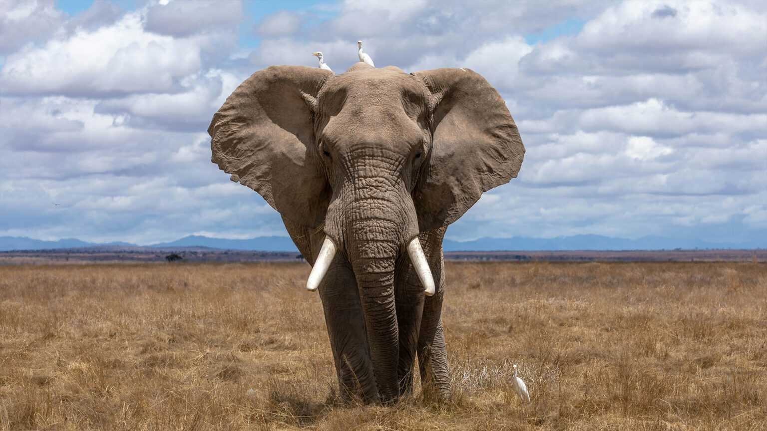 African Elephants; Facts, Habitat, Diet, Size and Strength