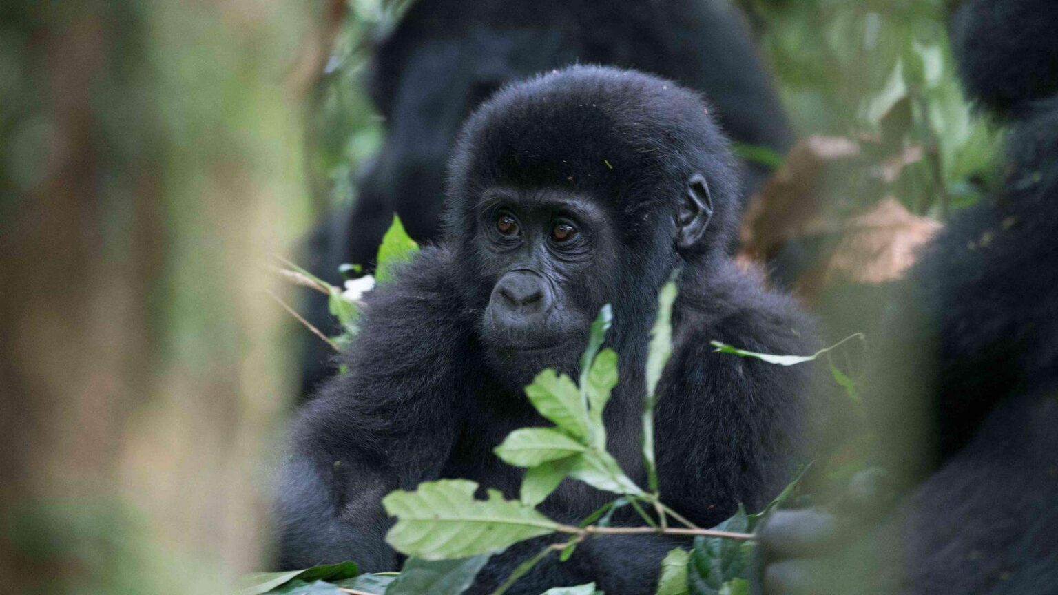 Benefits of Gorilla Trekking and Conservation